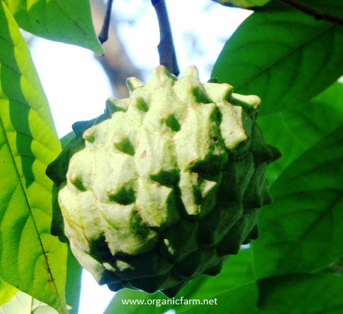 GOVARDHAN GARDENS ECO-ORGANIC FRUIT NURSERY