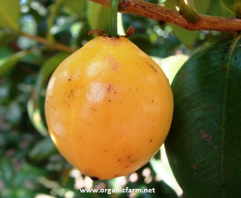 GOVARDHAN GARDENS ECO-ORGANIC FRUIT NURSERY